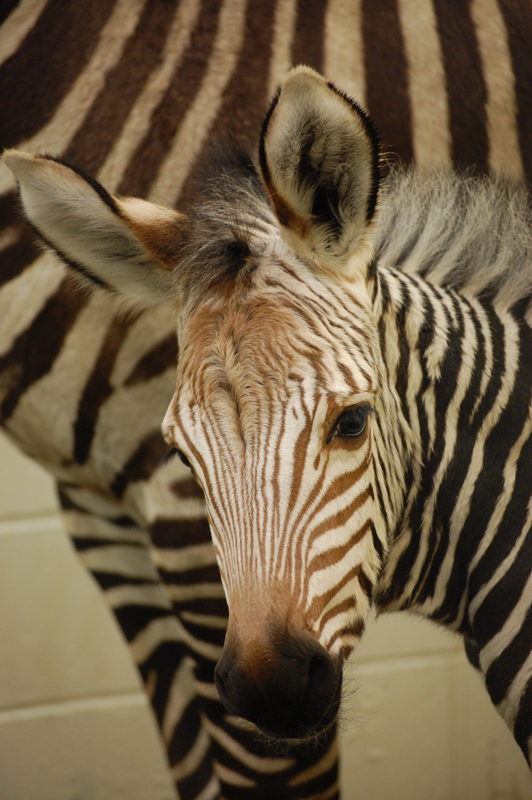 Visit the Virginia Zoo Animals Today!
