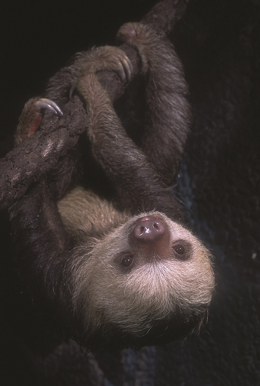 Visit the Virginia Zoo Animals Today!