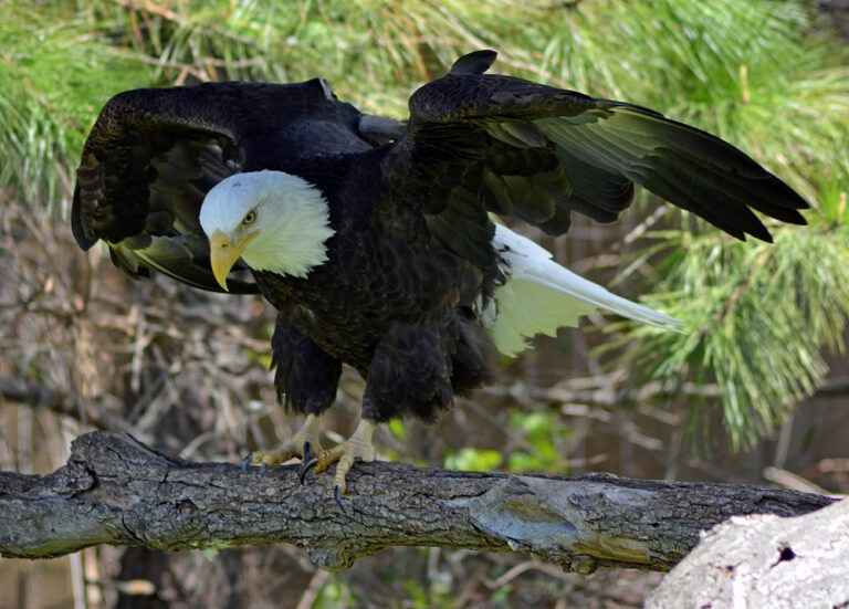 Visit the Virginia Zoo Animals Today!