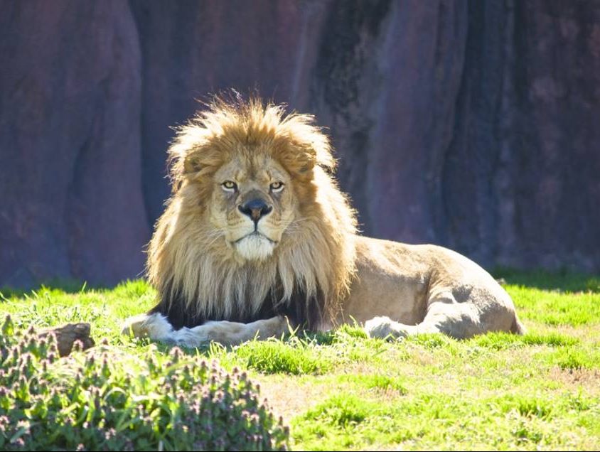 Visit the Virginia Zoo Animals Today!