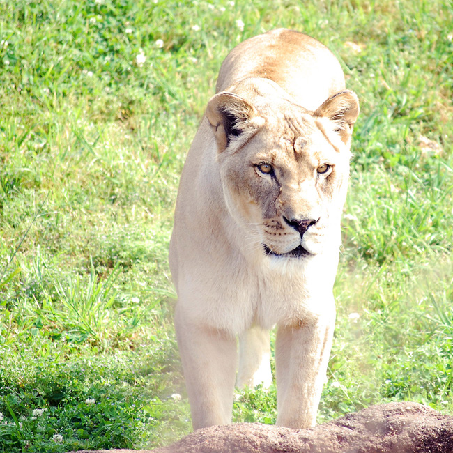 Visit the Virginia Zoo Animals Today!