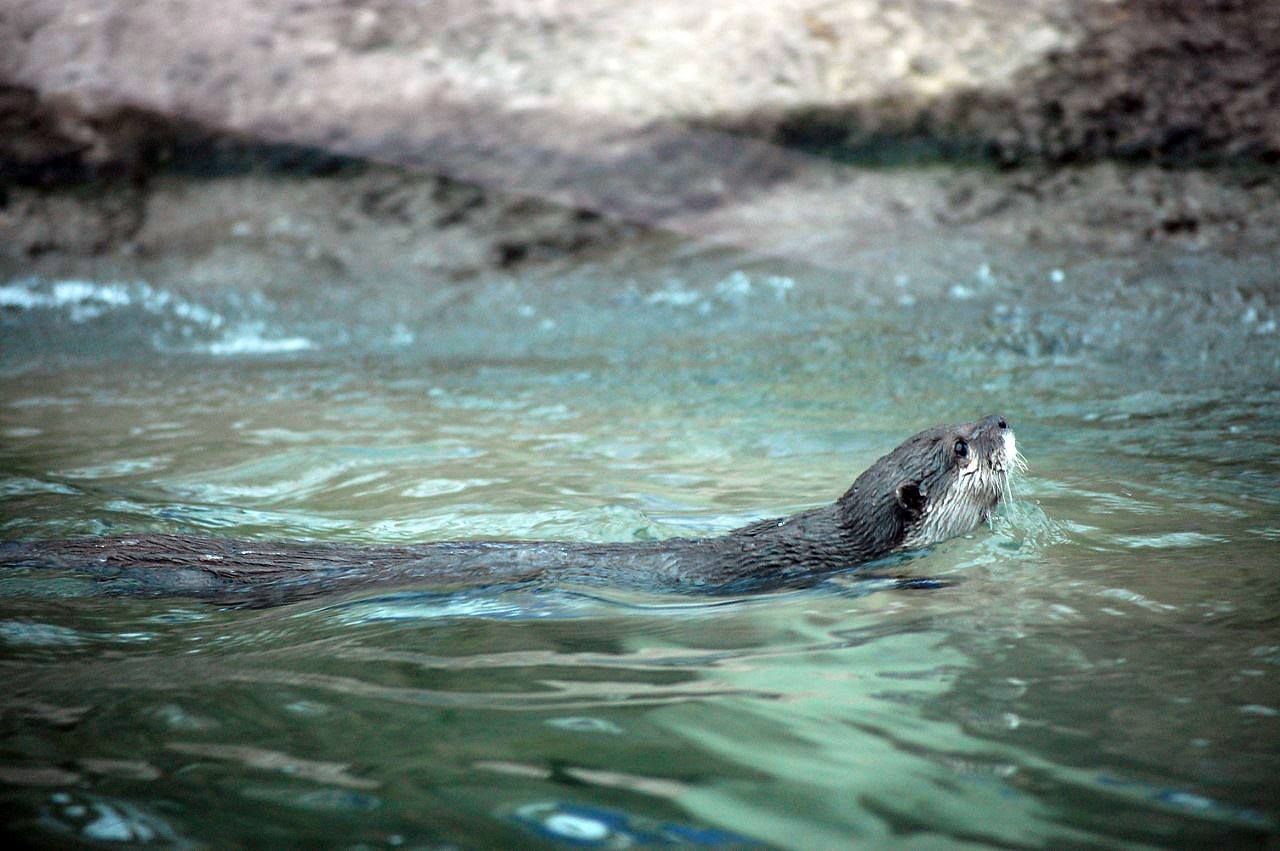 Visit the Virginia Zoo Animals Today!