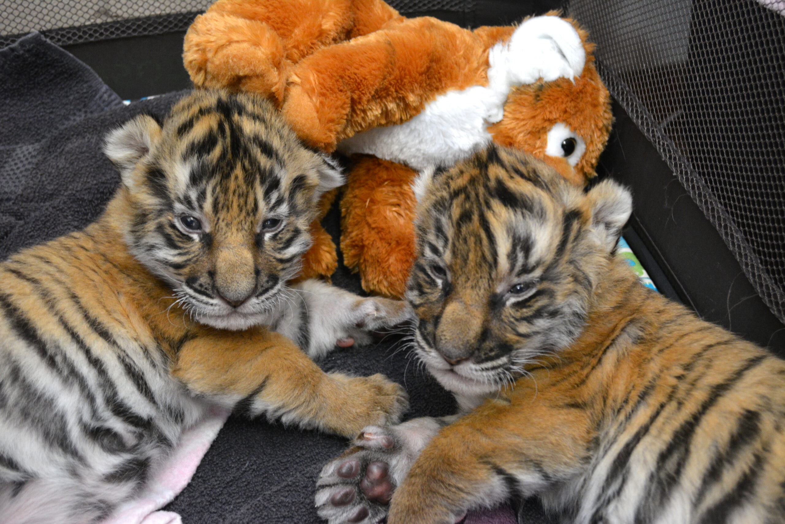 Visit the Virginia Zoo Animals Today!