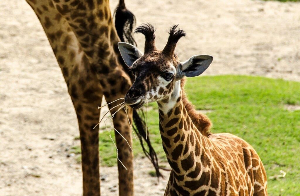 Visit the Virginia Zoo Animals Today!
