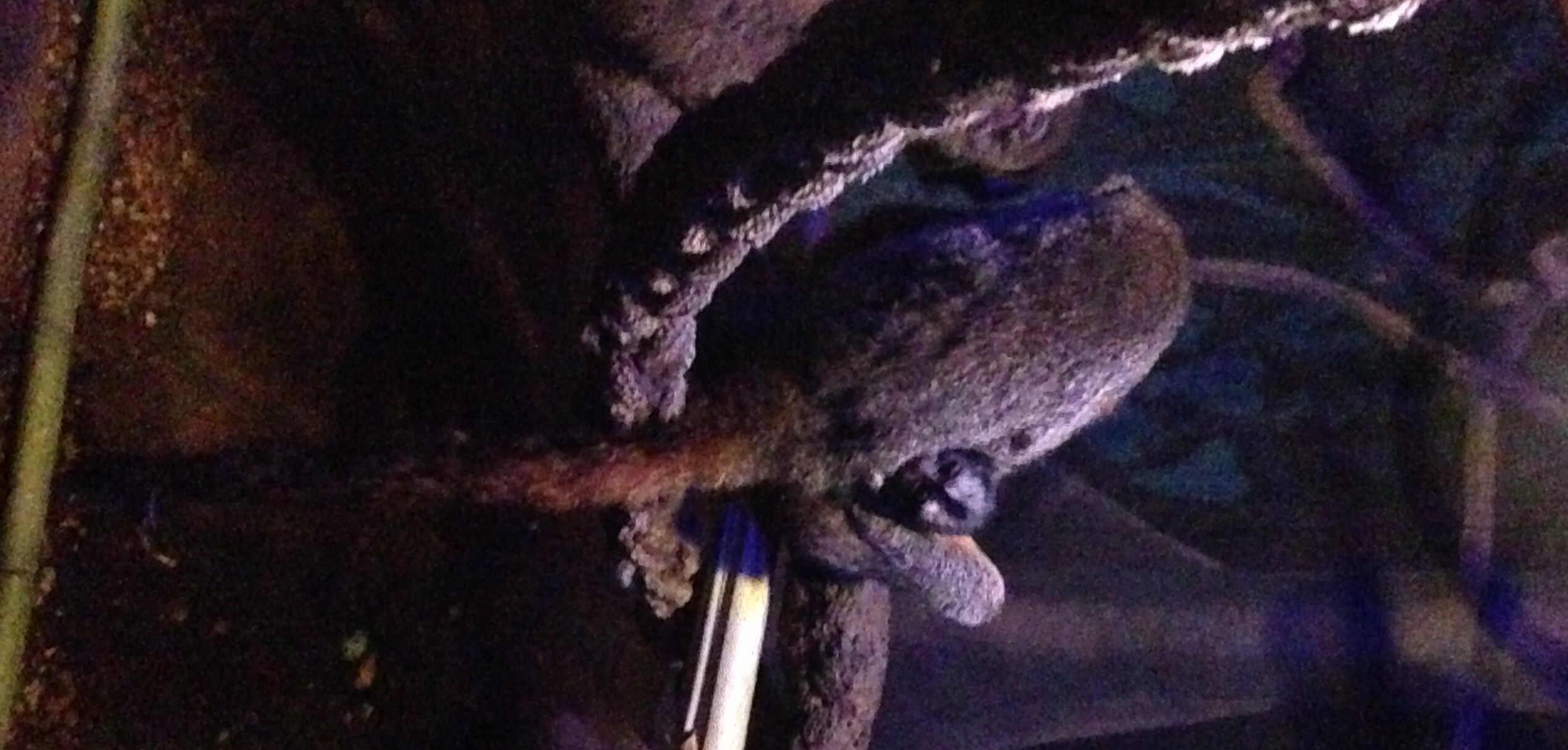 Visit the Virginia Zoo Animals Today!