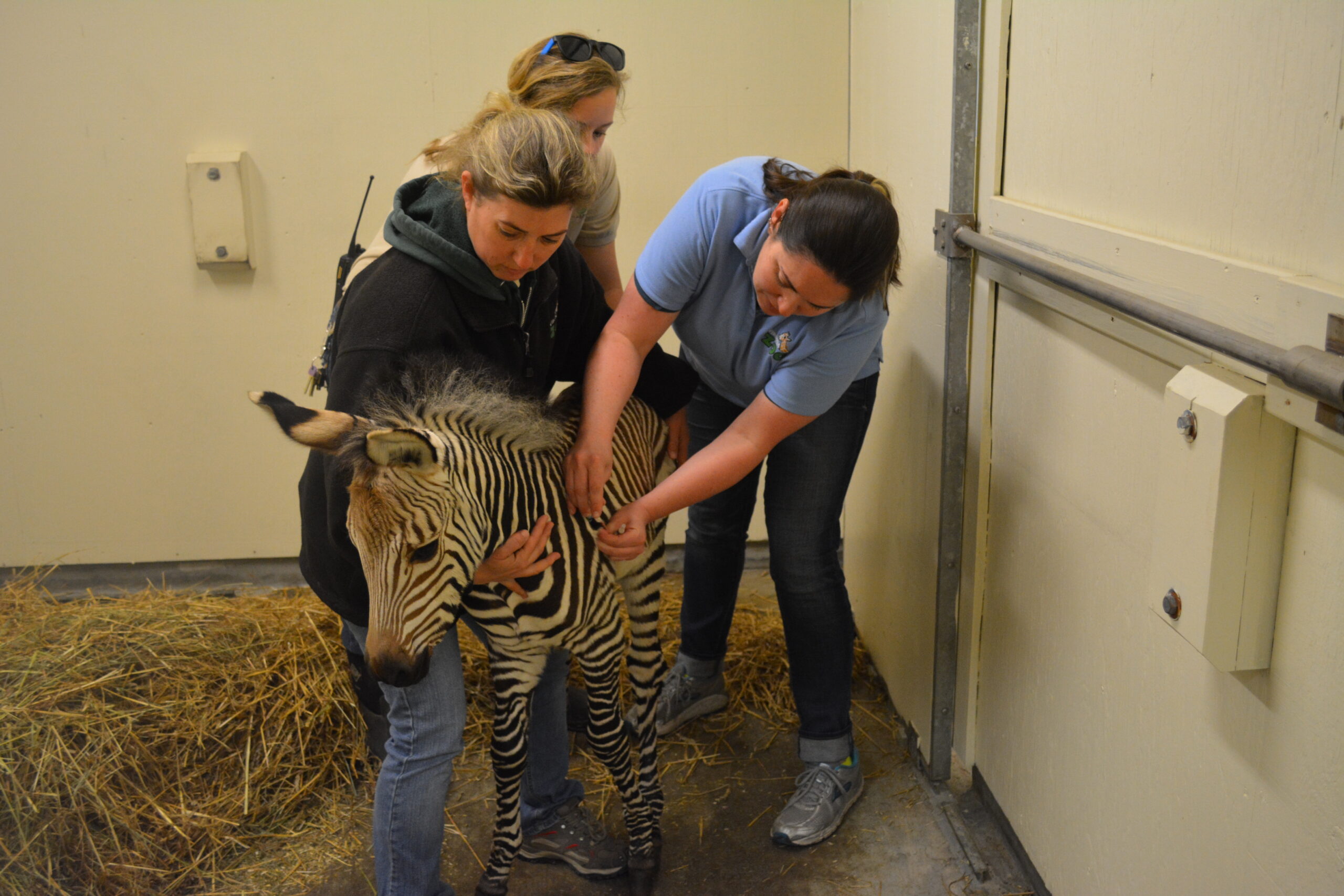 Visit the Virginia Zoo Animals Today!