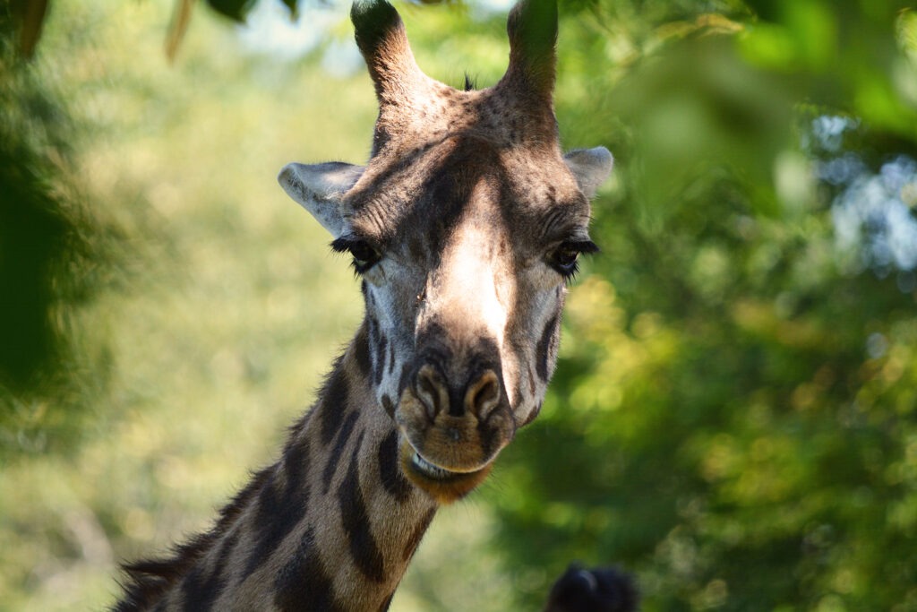 Visit the Virginia Zoo Animals Today!