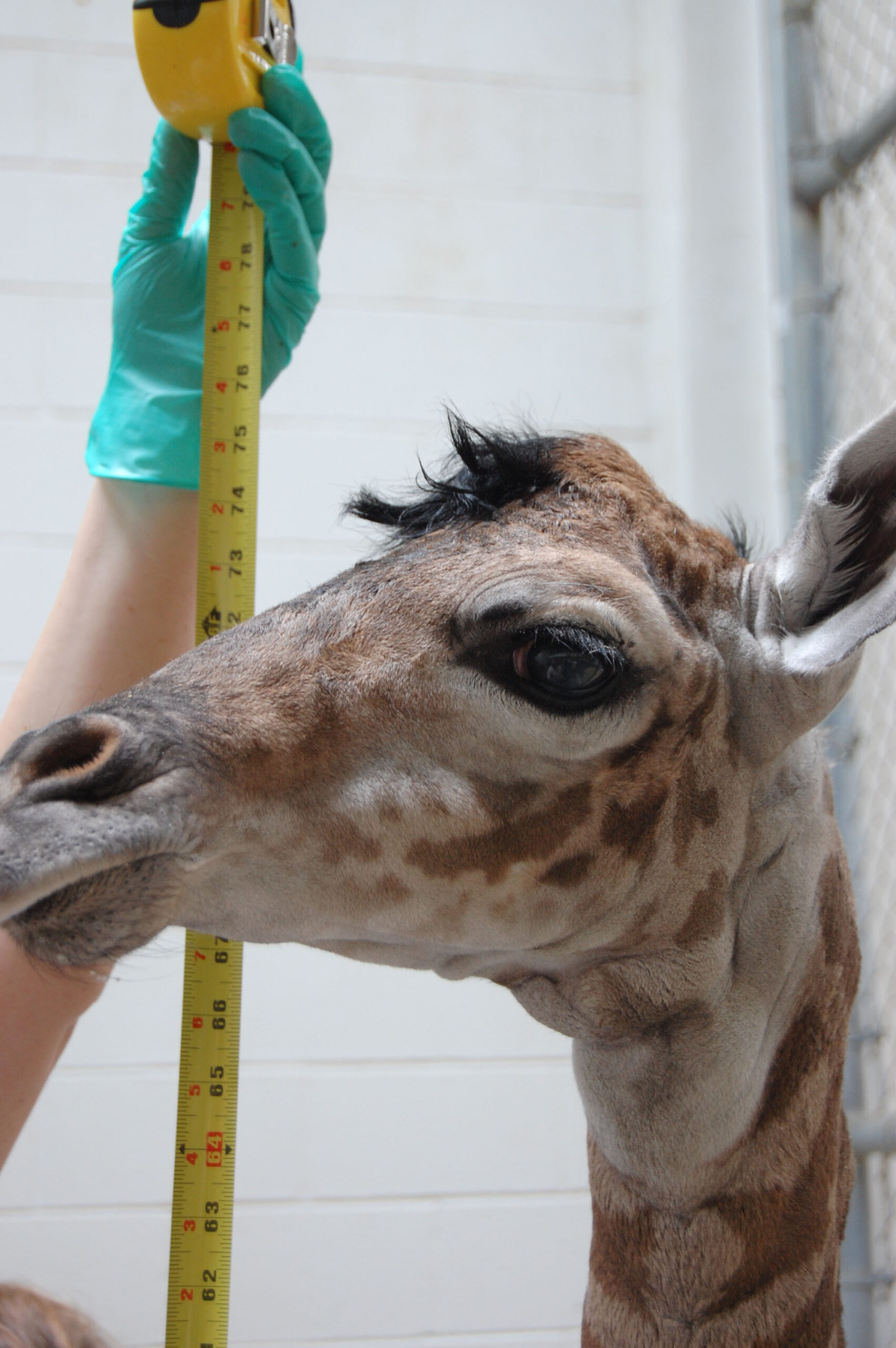 Visit the Virginia Zoo Animals Today!