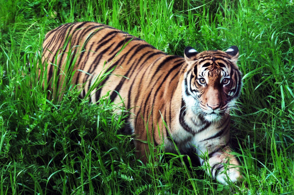 Visit the Virginia Zoo Animals Today!