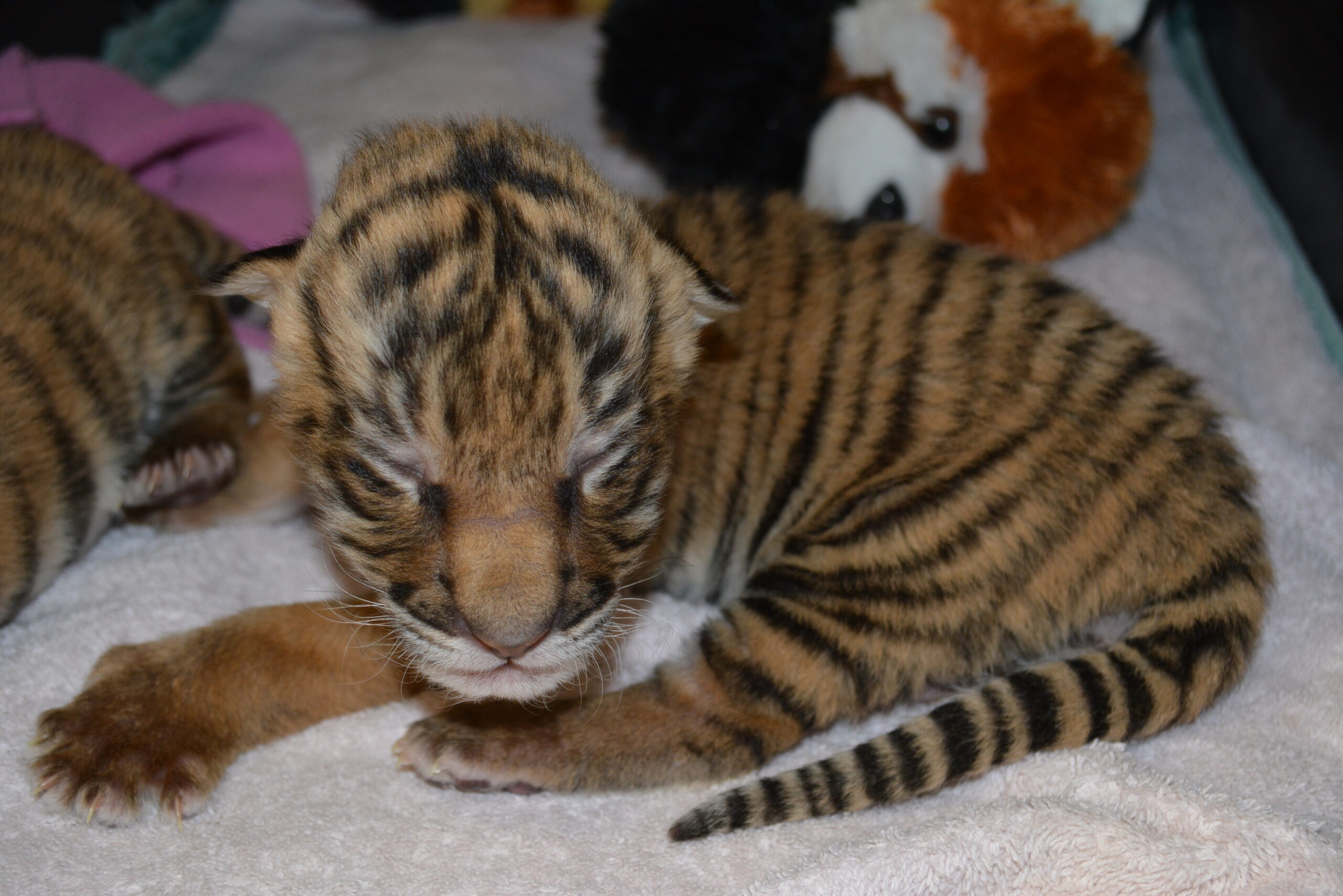 Visit the Virginia Zoo Animals Today!