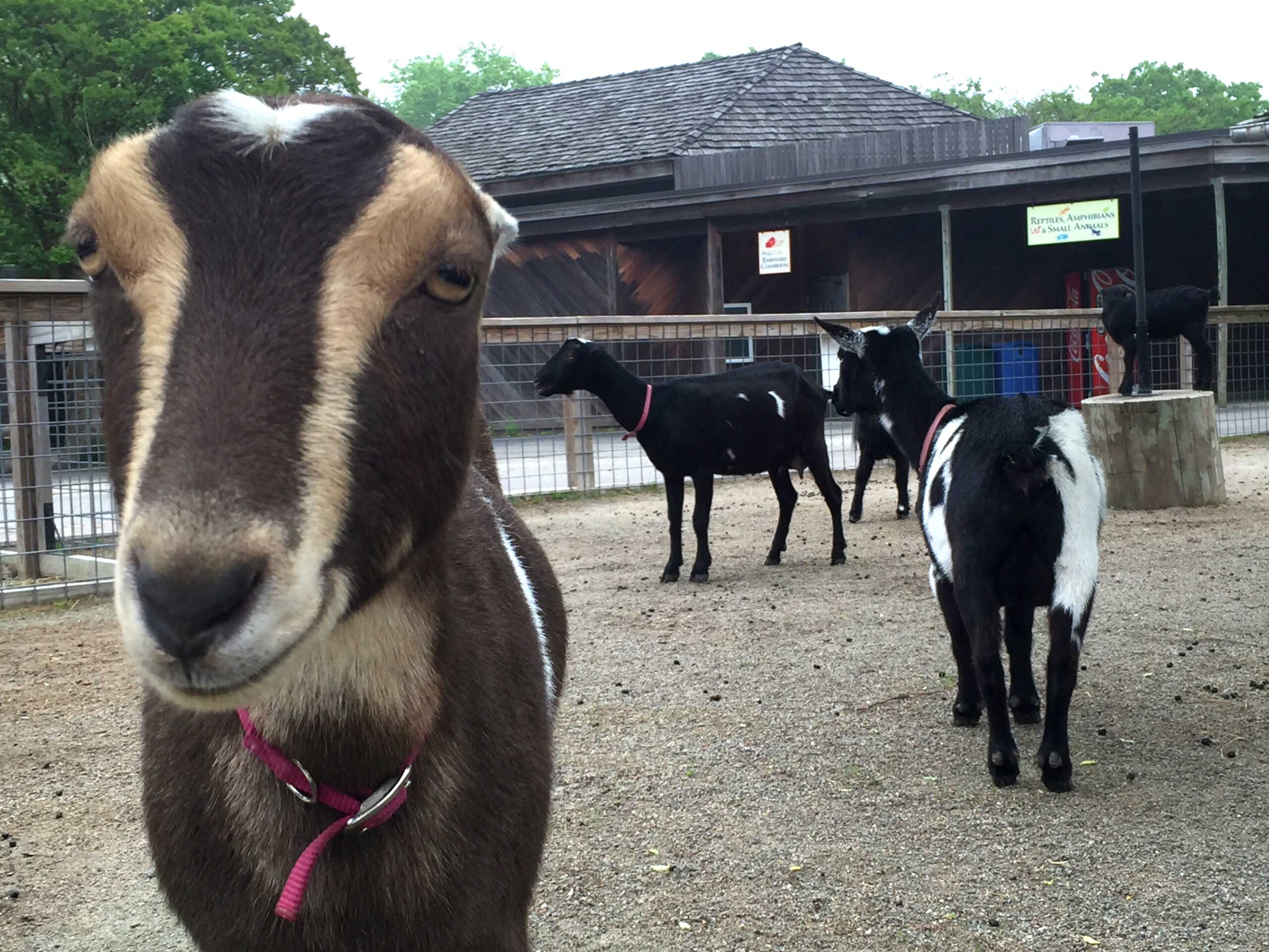 Visit the Virginia Zoo Animals Today!