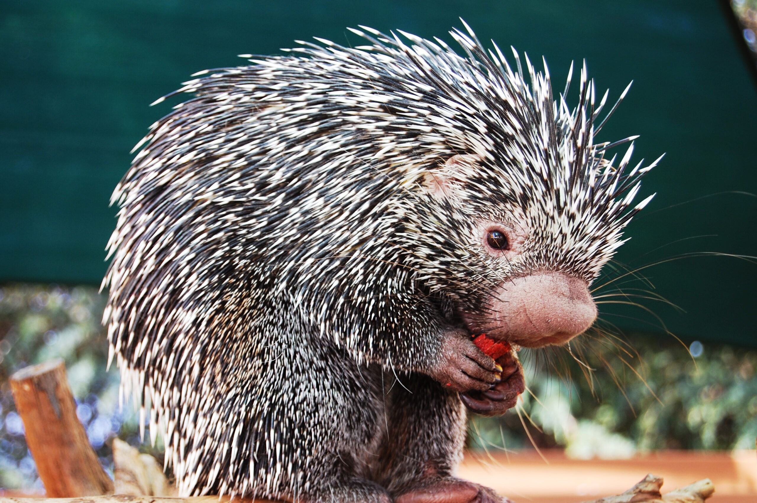 Visit the Virginia Zoo Animals Today!
