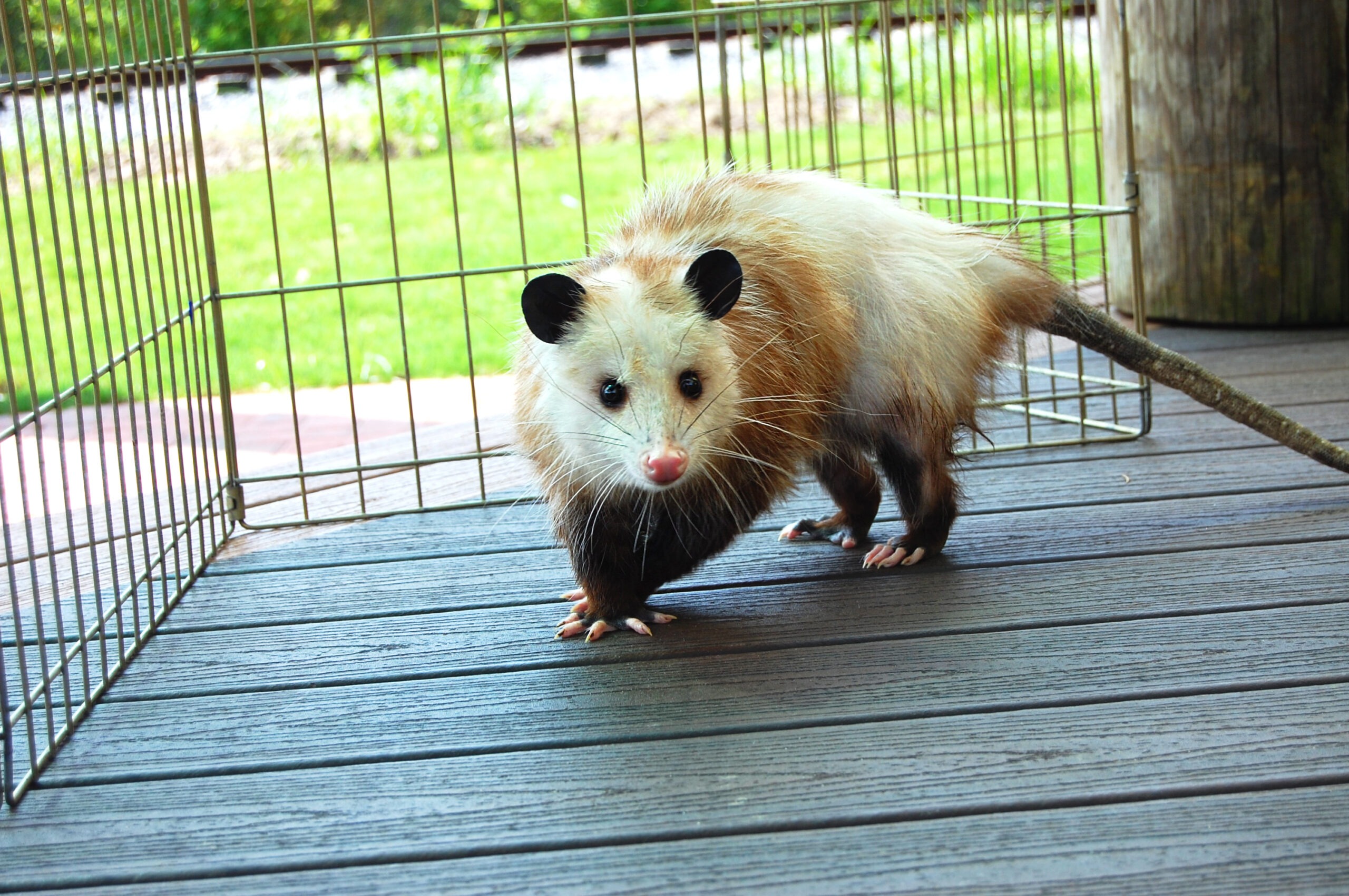 Visit the Virginia Zoo Animals Today!
