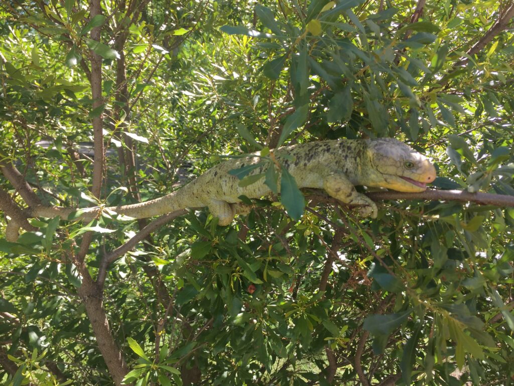 Visit the Virginia Zoo Animals Today!