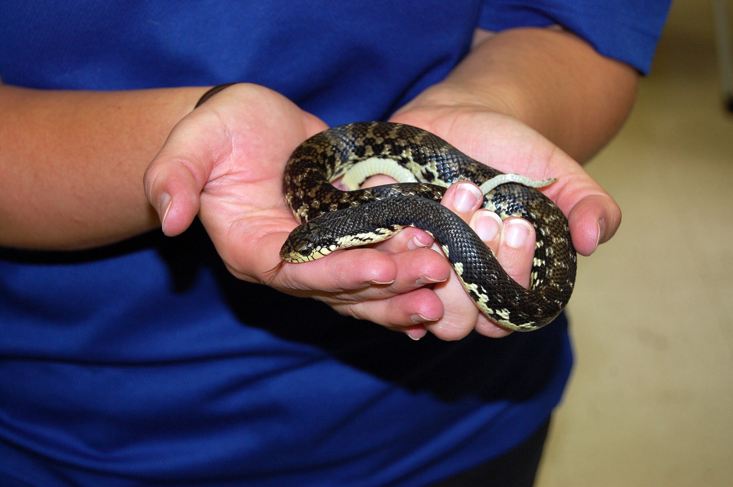 Visit the Virginia Zoo Animals Today!