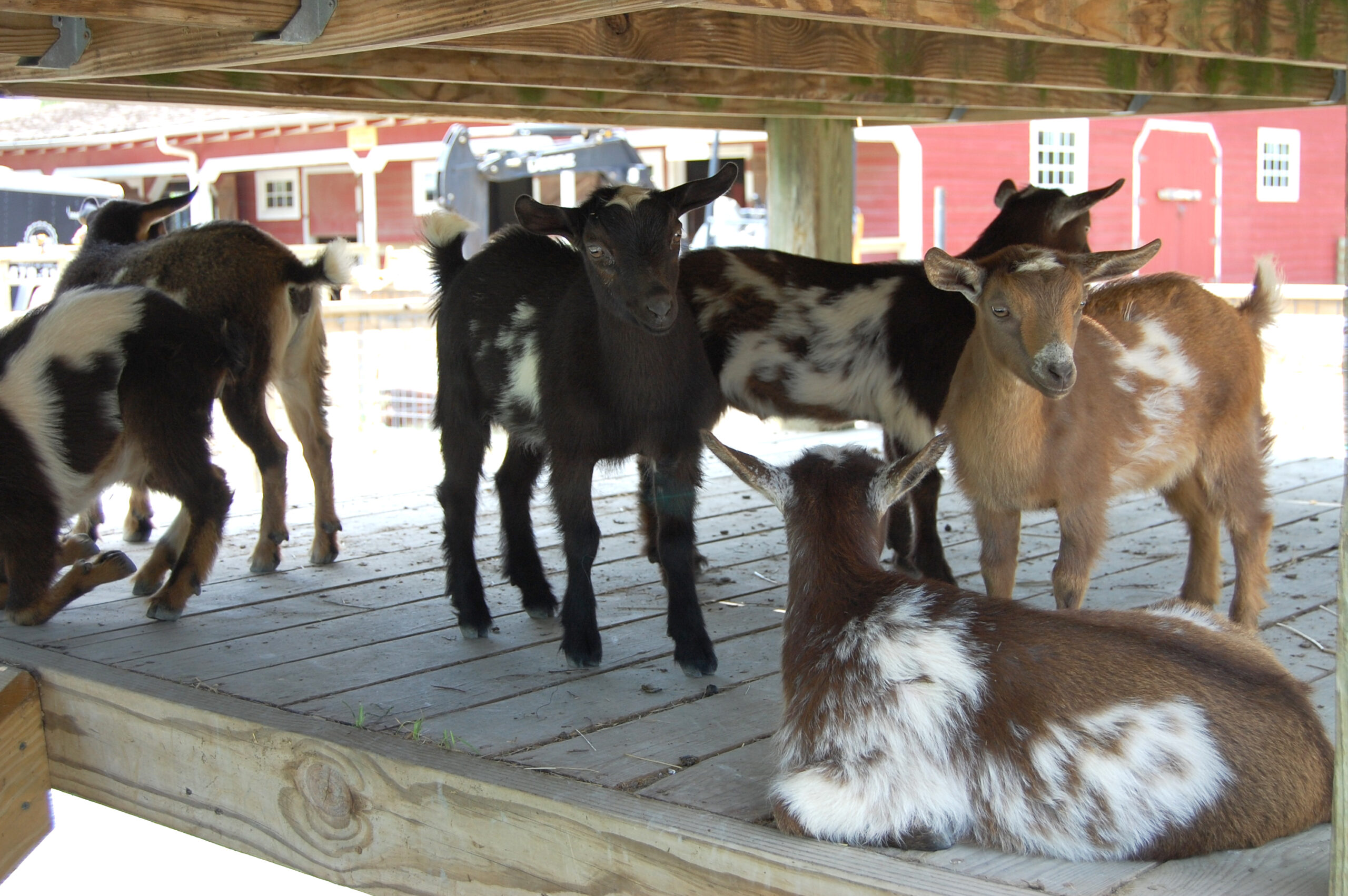 Visit the Virginia Zoo Animals Today!