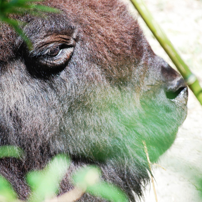 Visit the Virginia Zoo Animals Today!