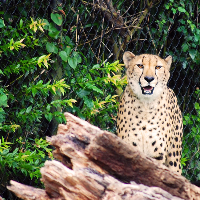 Visit the Virginia Zoo Animals Today!