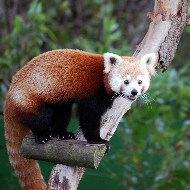 Visit the Virginia Zoo Animals Today!