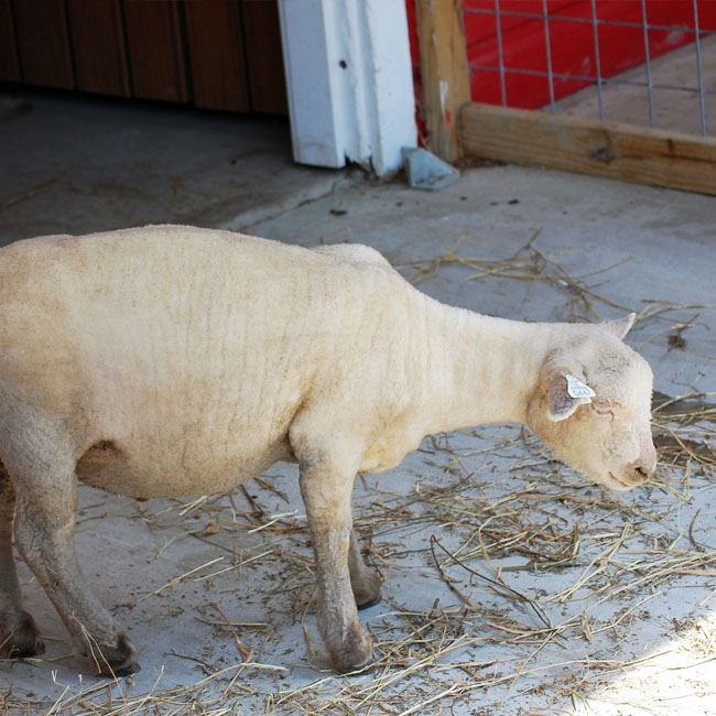 Visit the Virginia Zoo Animals Today!