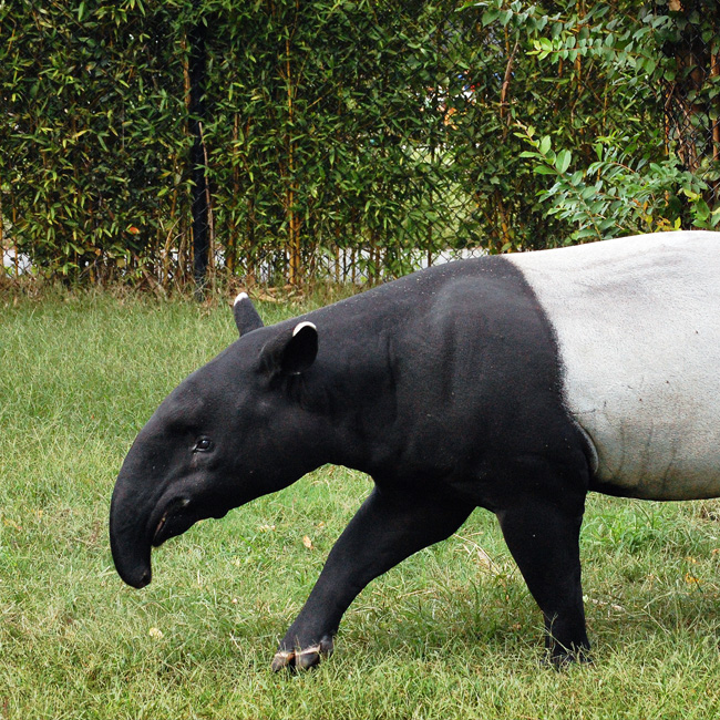 Visit the Virginia Zoo Animals Today!