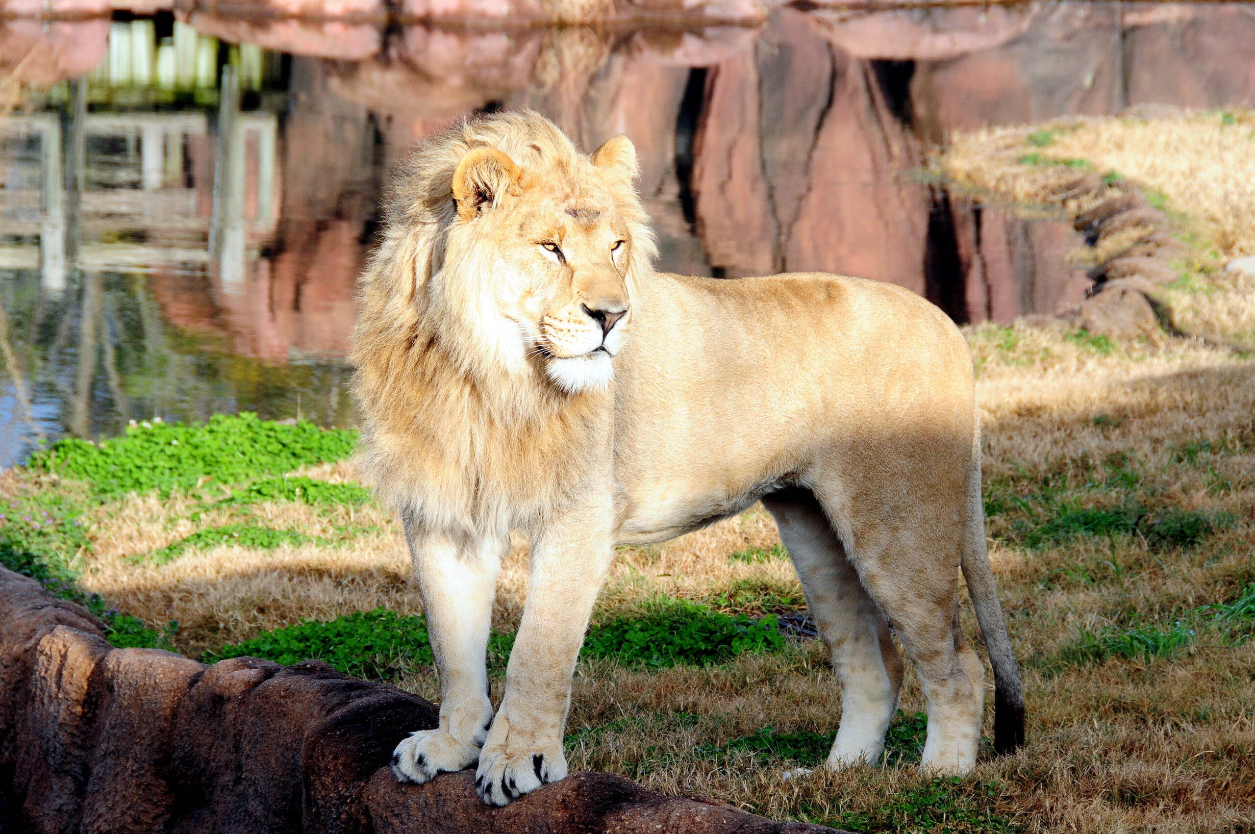 Visit the Virginia Zoo Animals Today!