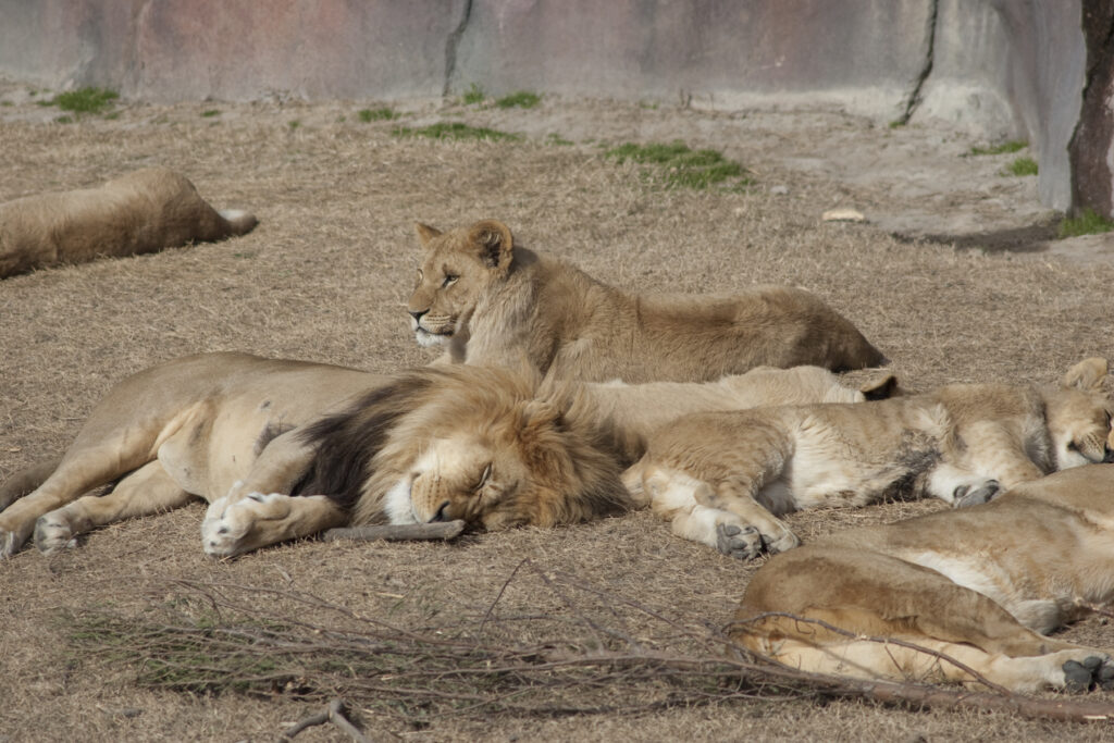 Visit the Virginia Zoo Animals Today!