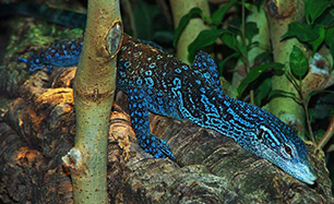 Visit the Virginia Zoo Animals Today!