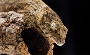 Visit the Virginia Zoo Animals Today!