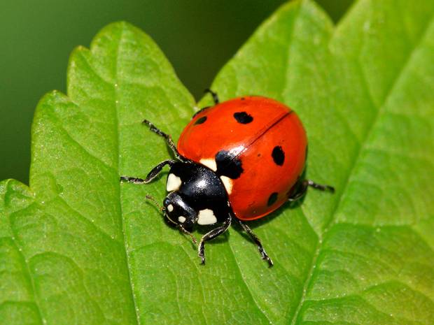 Visit the Virginia Zoo Animals Today!