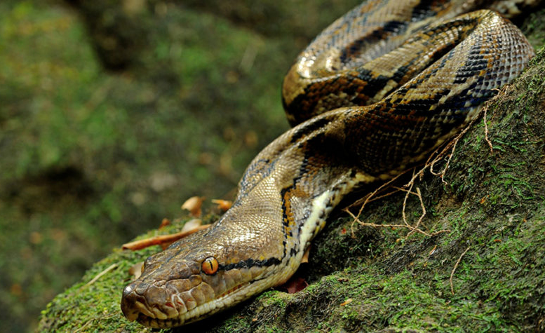 Visit the Virginia Zoo Animals Today!