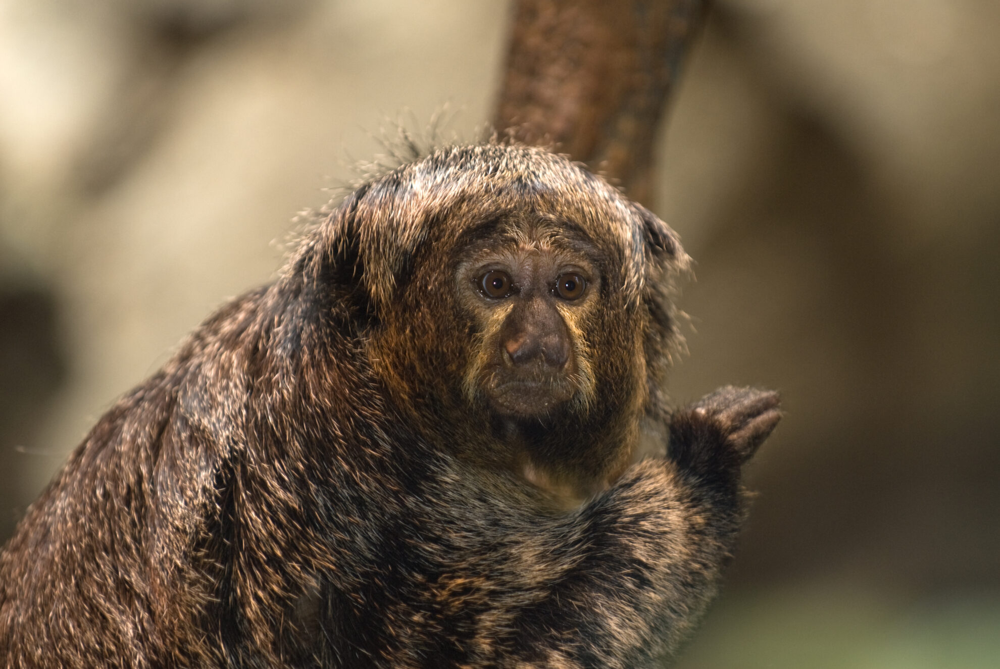 Visit the Virginia Zoo Animals Today!