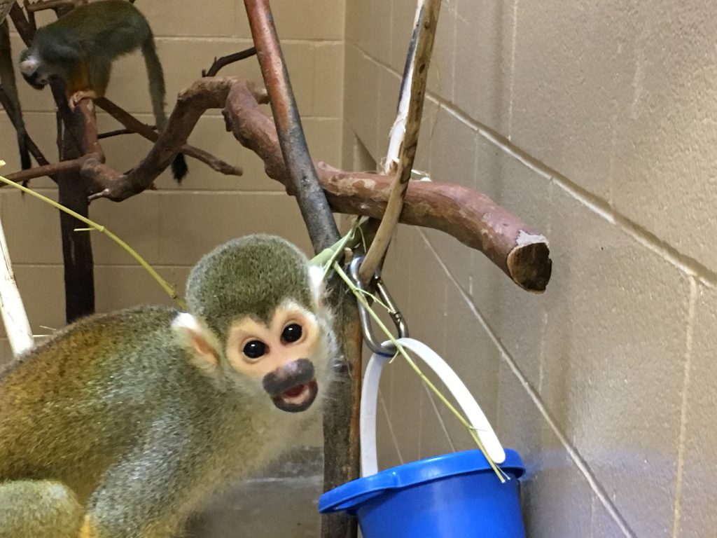 Visit the Virginia Zoo Animals Today!