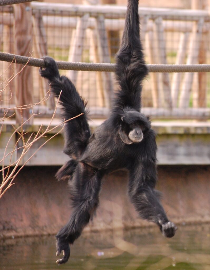 Visit the Virginia Zoo Animals Today!