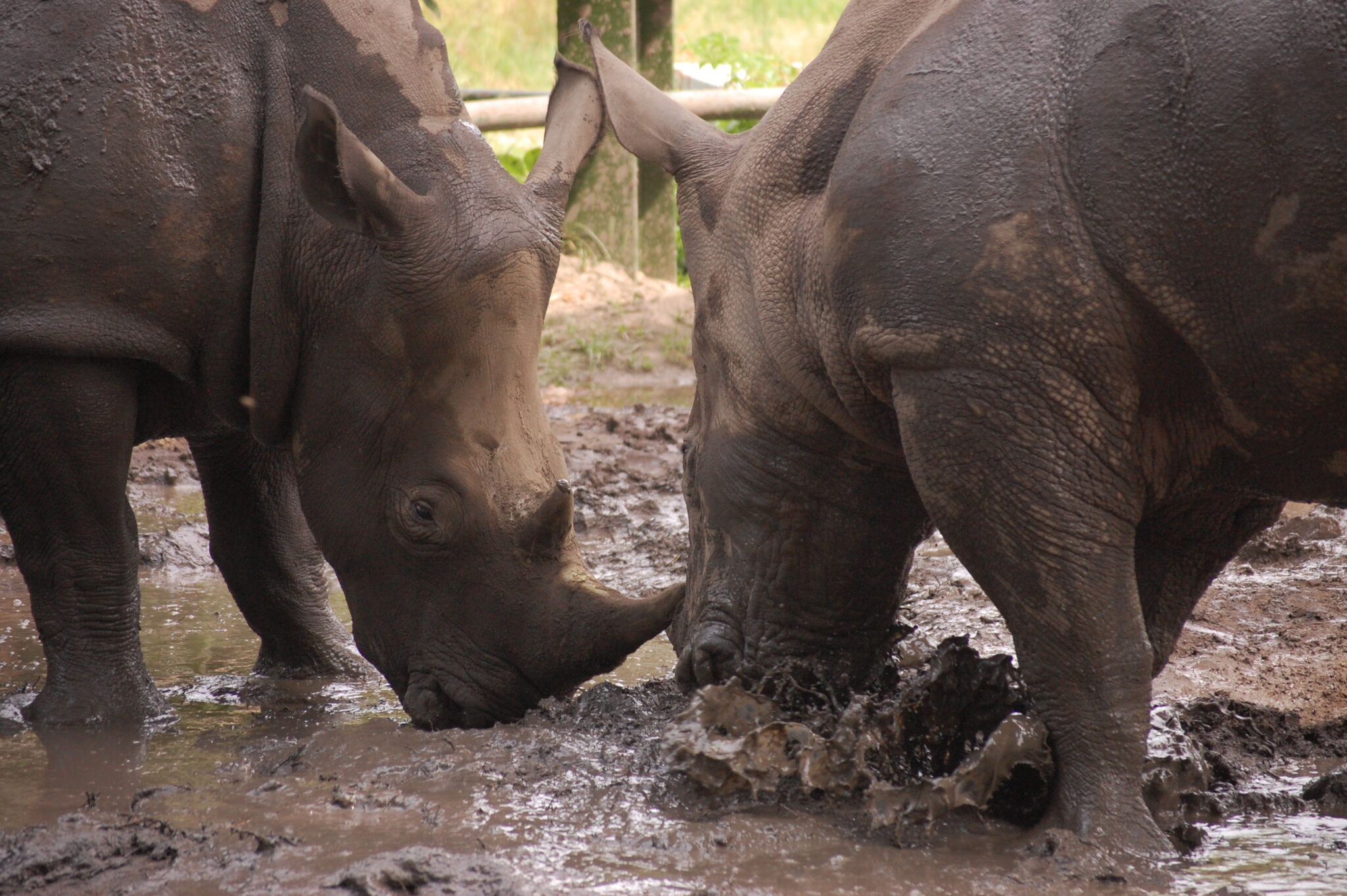 Visit the Virginia Zoo Animals Today!
