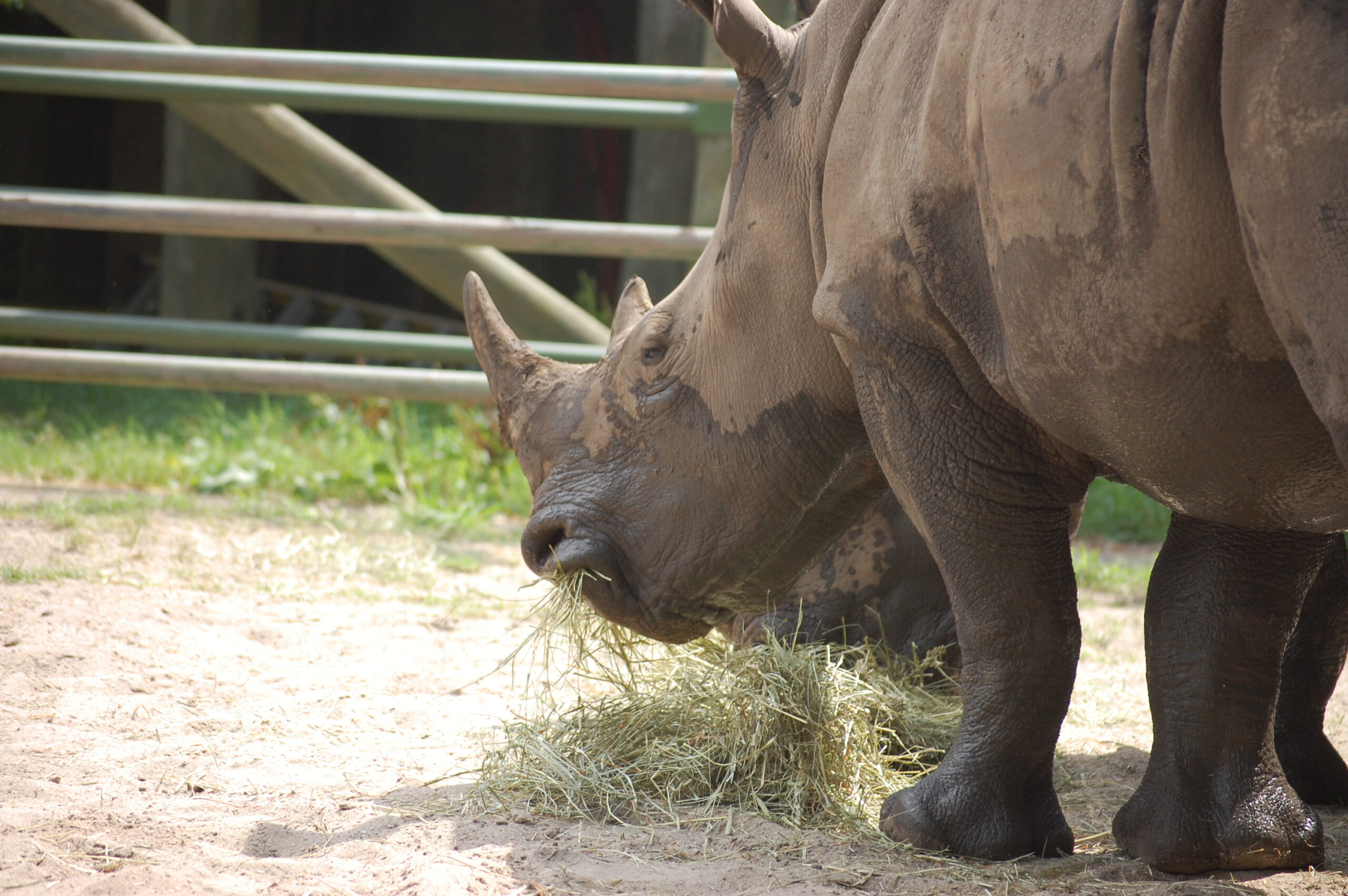 Visit the Virginia Zoo Animals Today!
