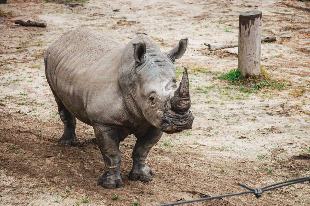 Visit the Virginia Zoo Animals Today!