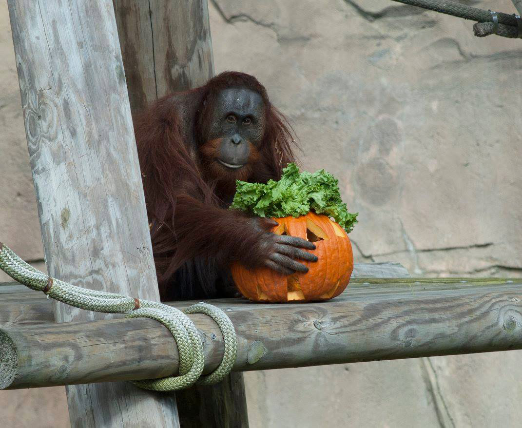 Visit the Virginia Zoo Animals Today!