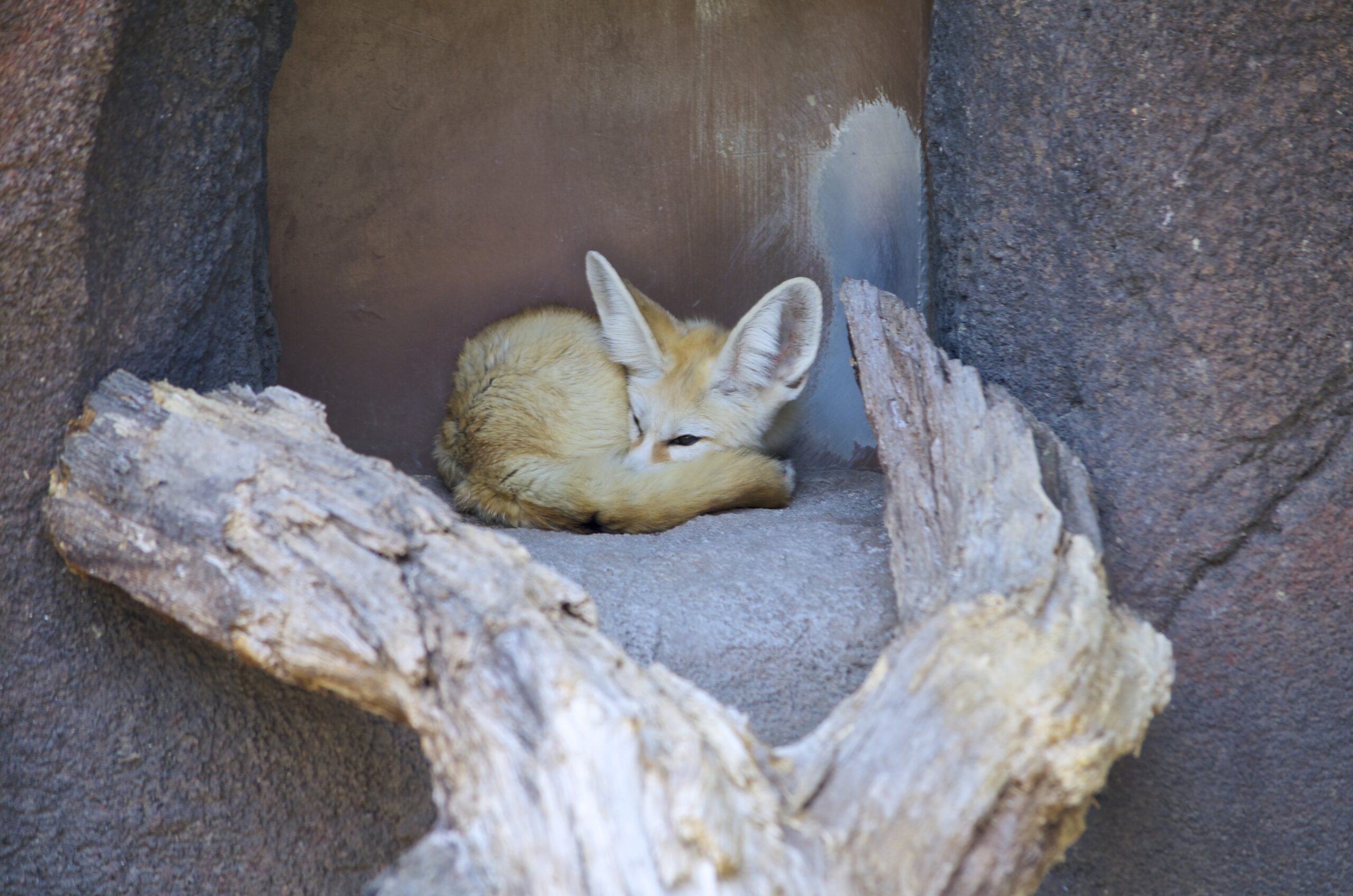Visit the Virginia Zoo Animals Today!