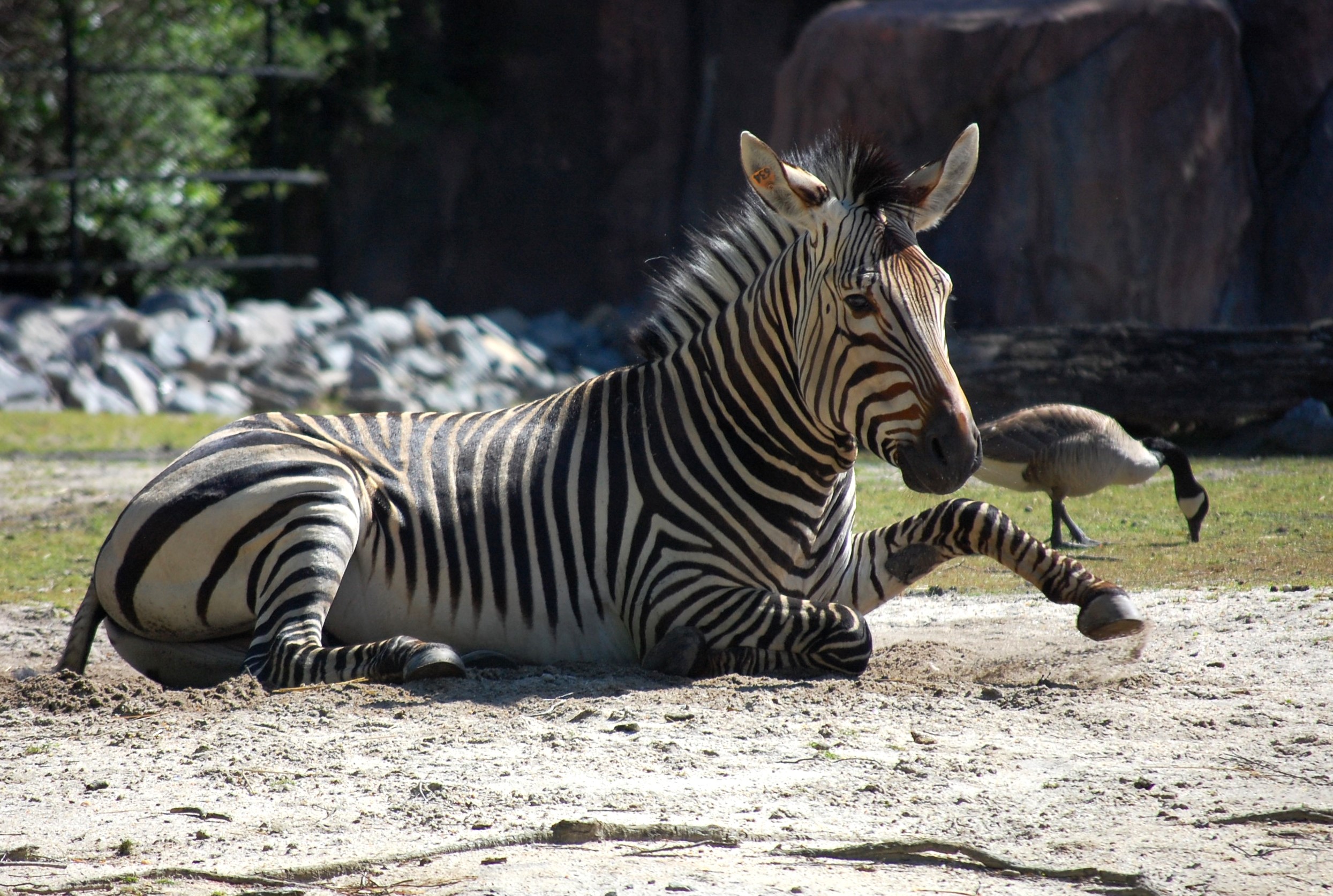 Visit the Virginia Zoo Animals Today!