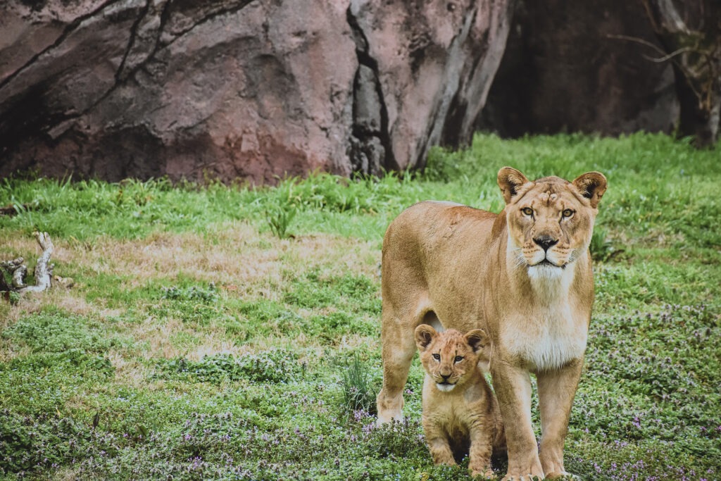 Visit the Virginia Zoo Animals Today!