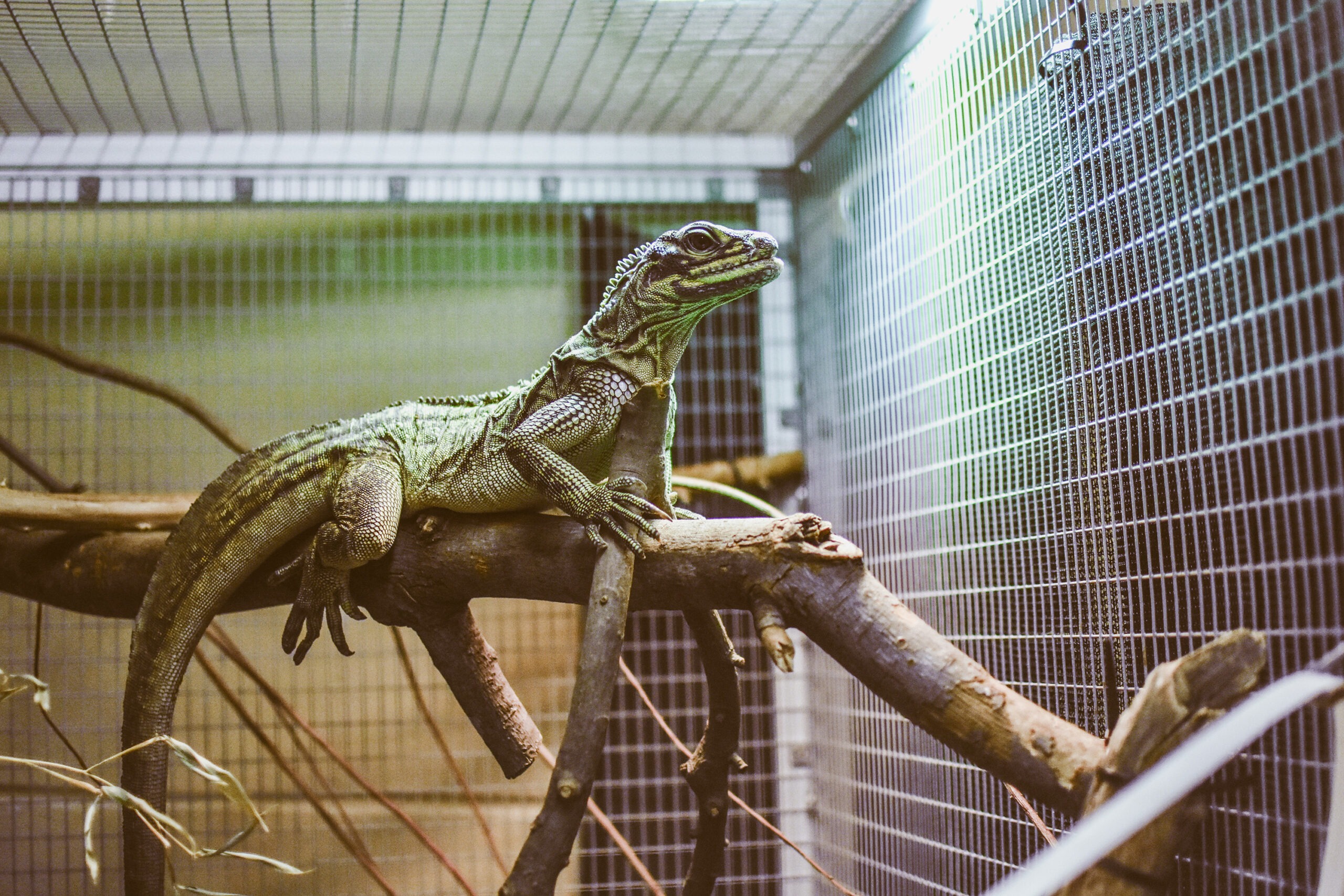 Visit the Virginia Zoo Animals Today!