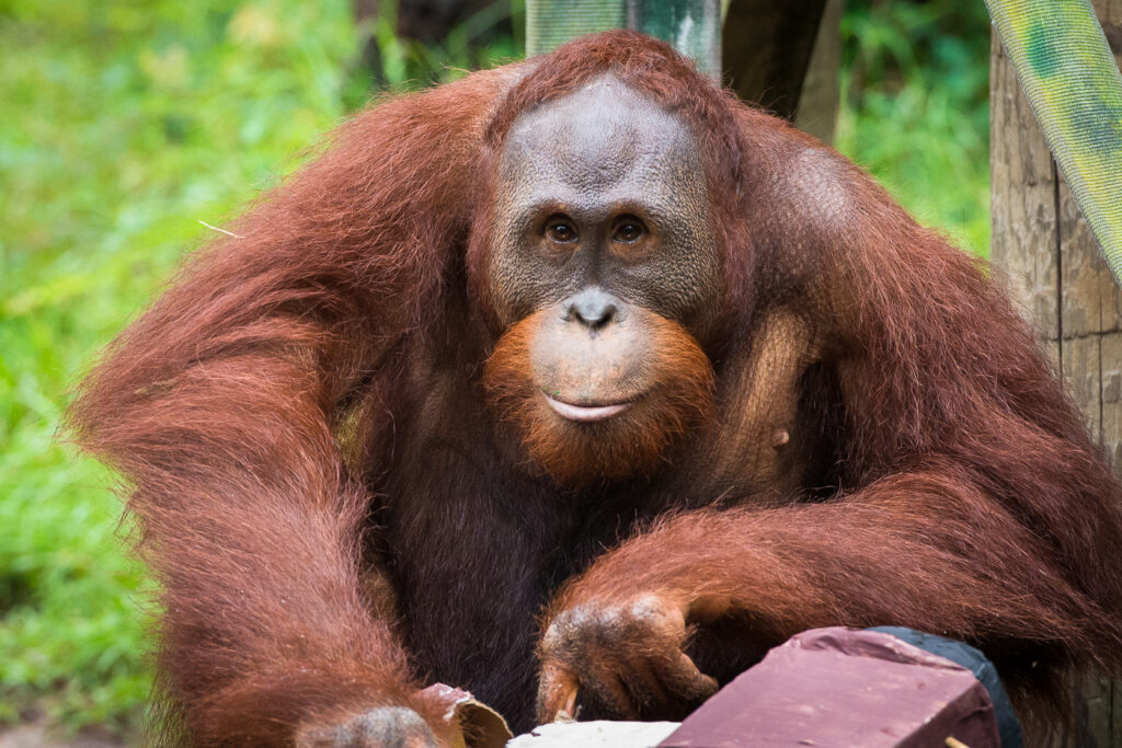 Visit the Virginia Zoo Animals Today!