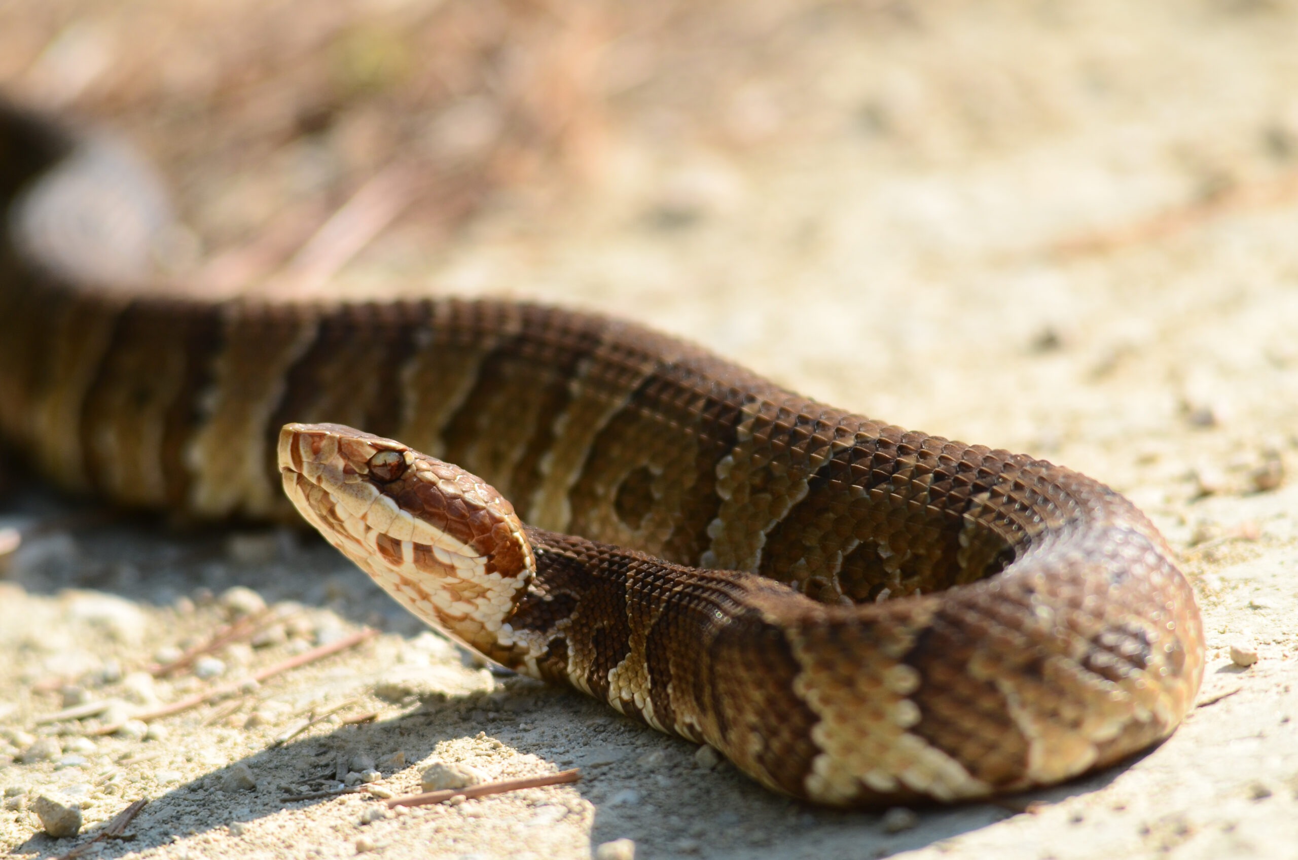 Visit the Virginia Zoo Animals Today!