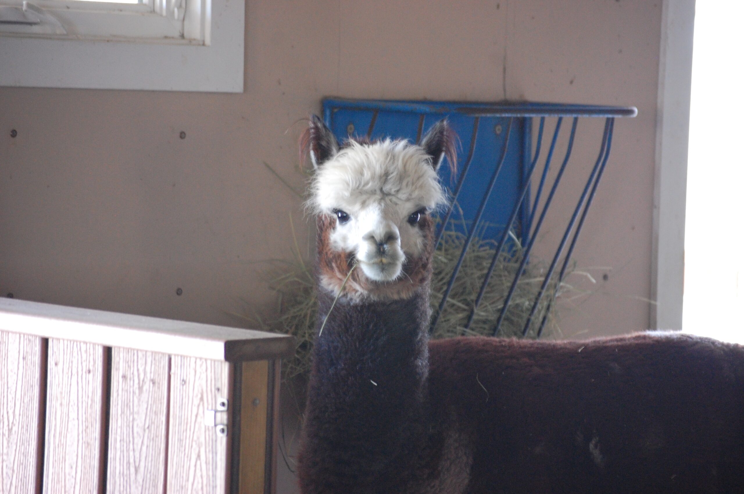 Visit the Virginia Zoo Animals Today!