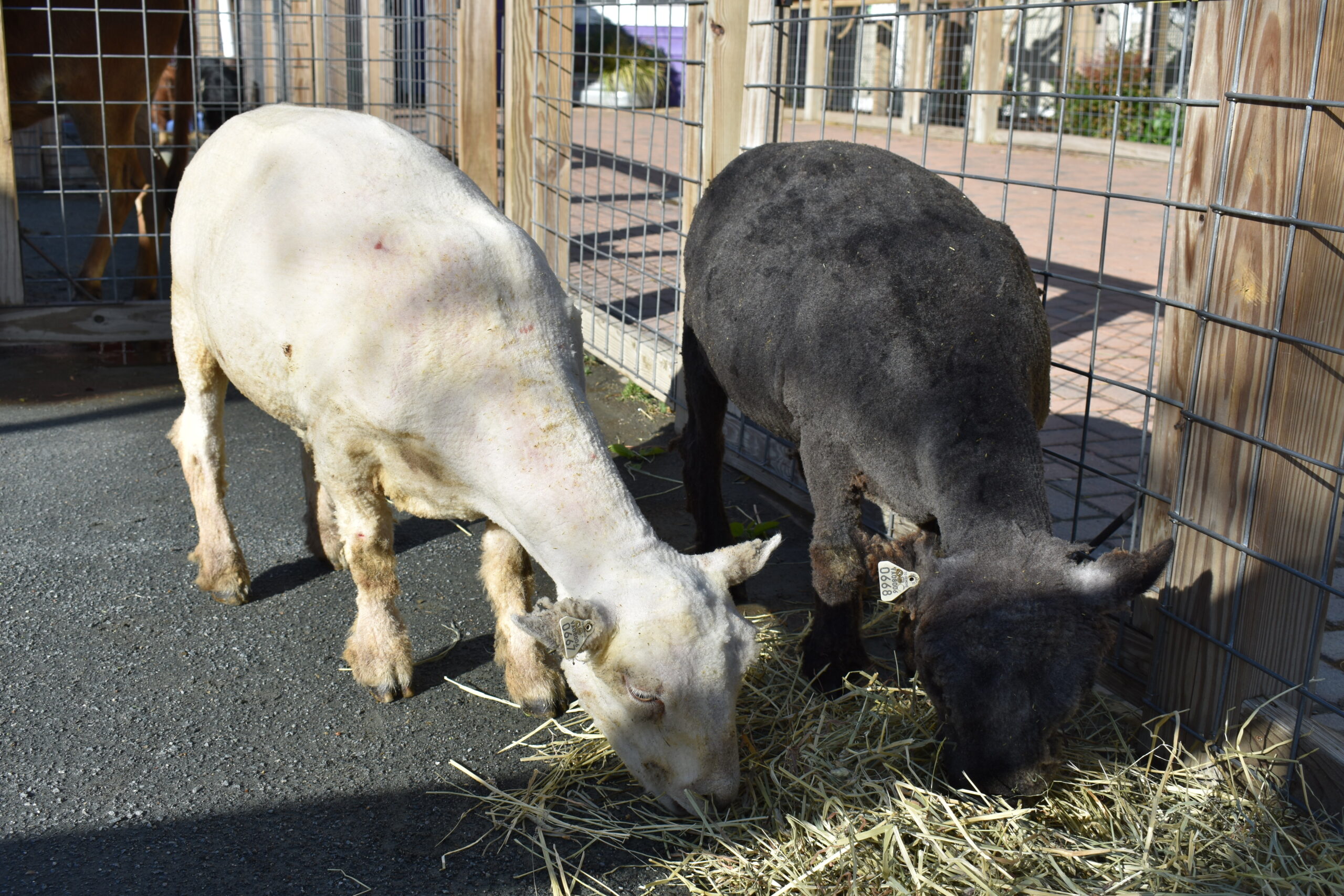 Visit the Virginia Zoo Animals Today!