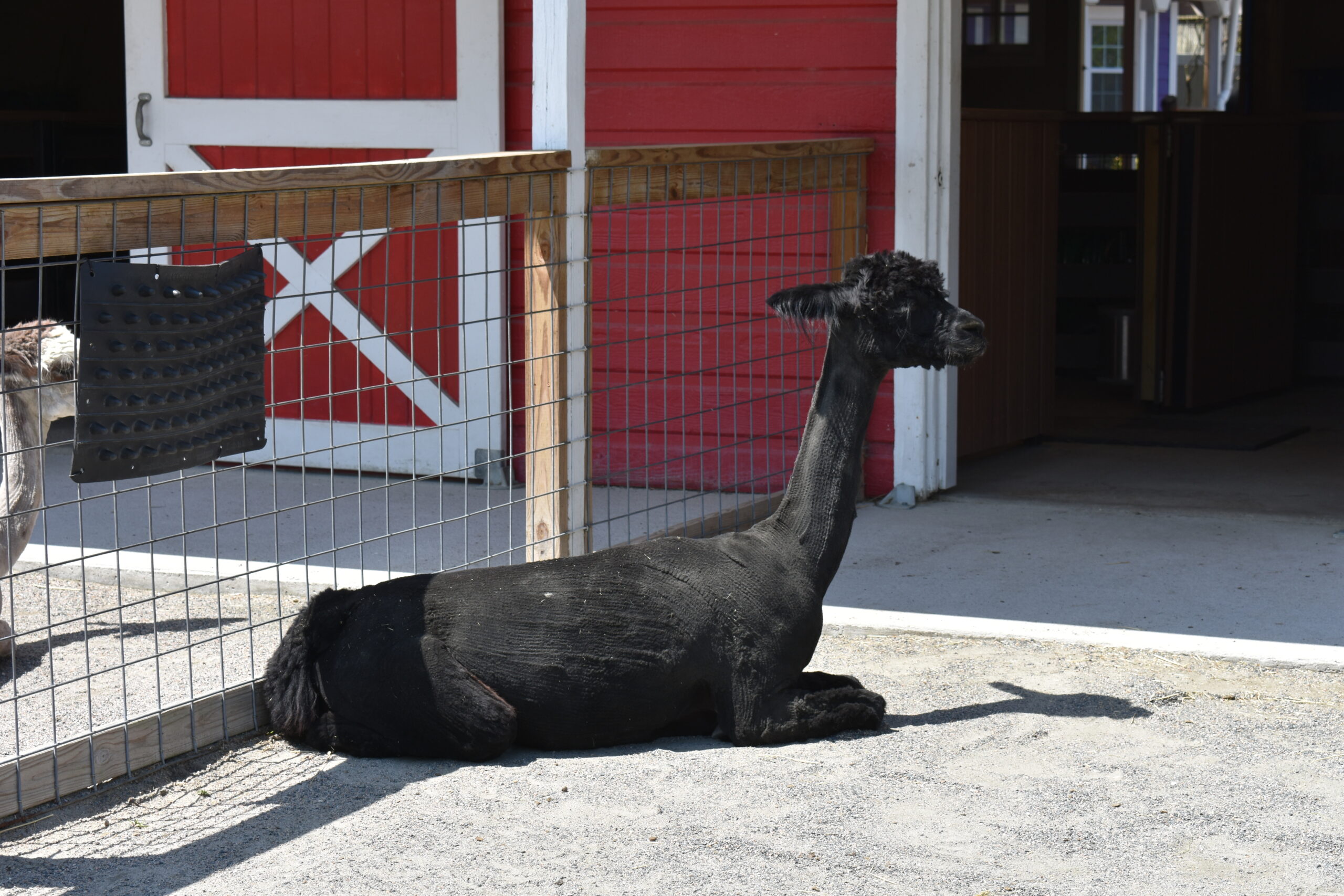 Visit the Virginia Zoo Animals Today!