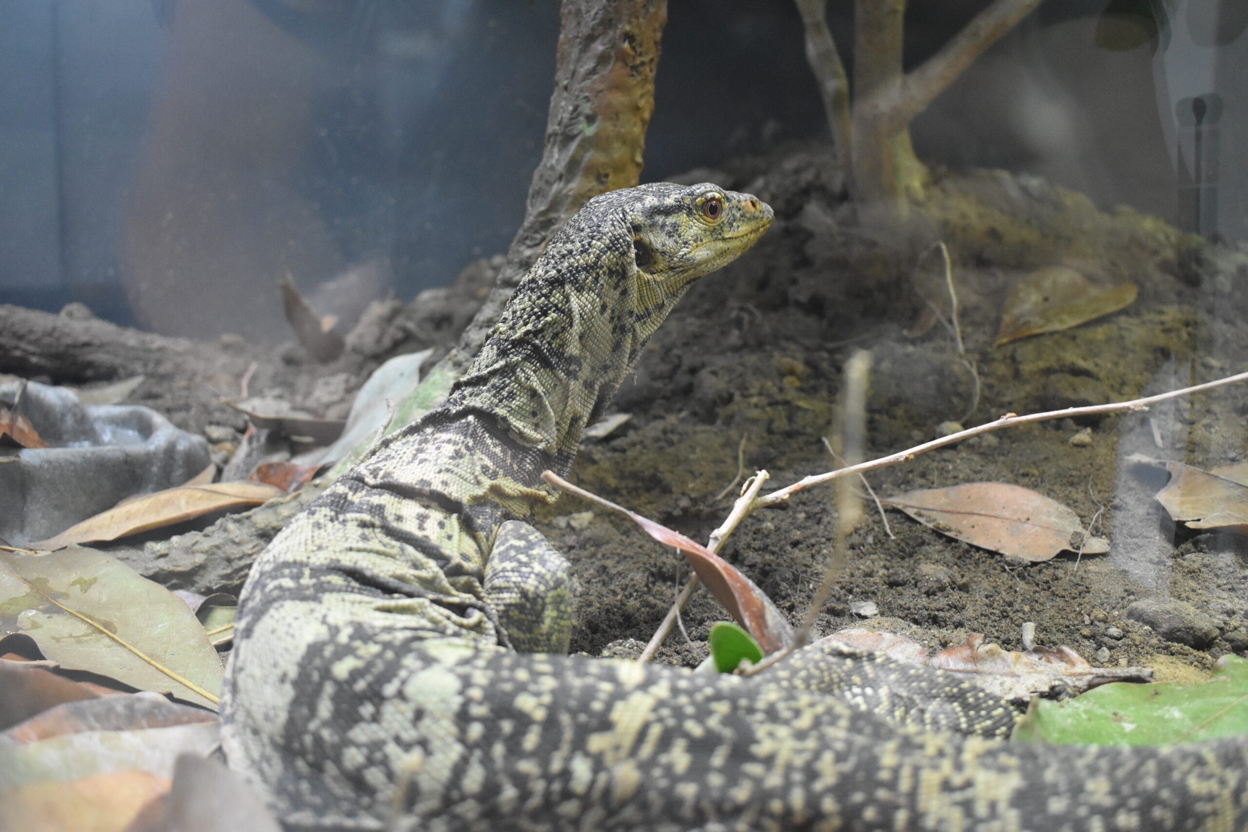 Visit the Virginia Zoo Animals Today!