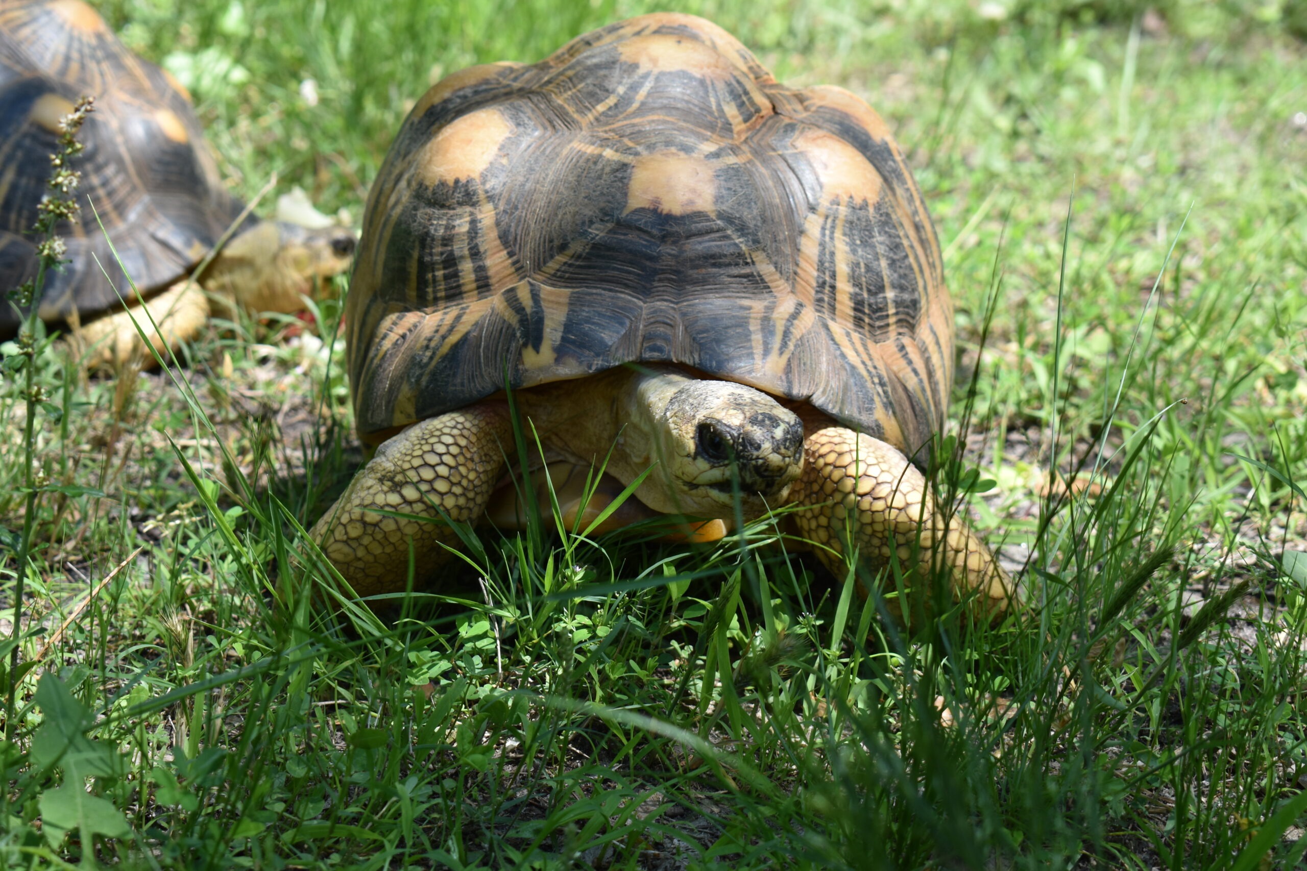 Visit the Virginia Zoo Animals Today!
