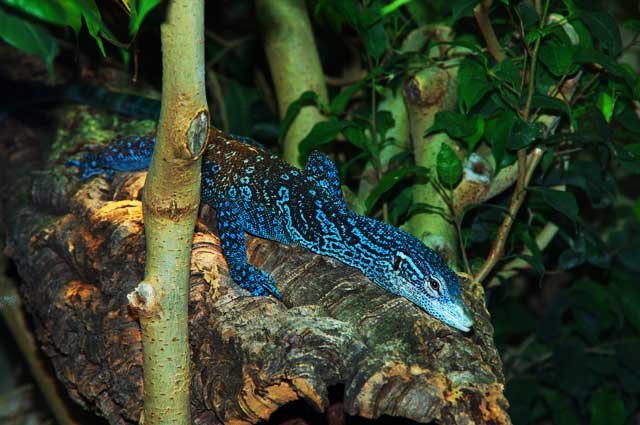 Visit the Virginia Zoo Animals Today!